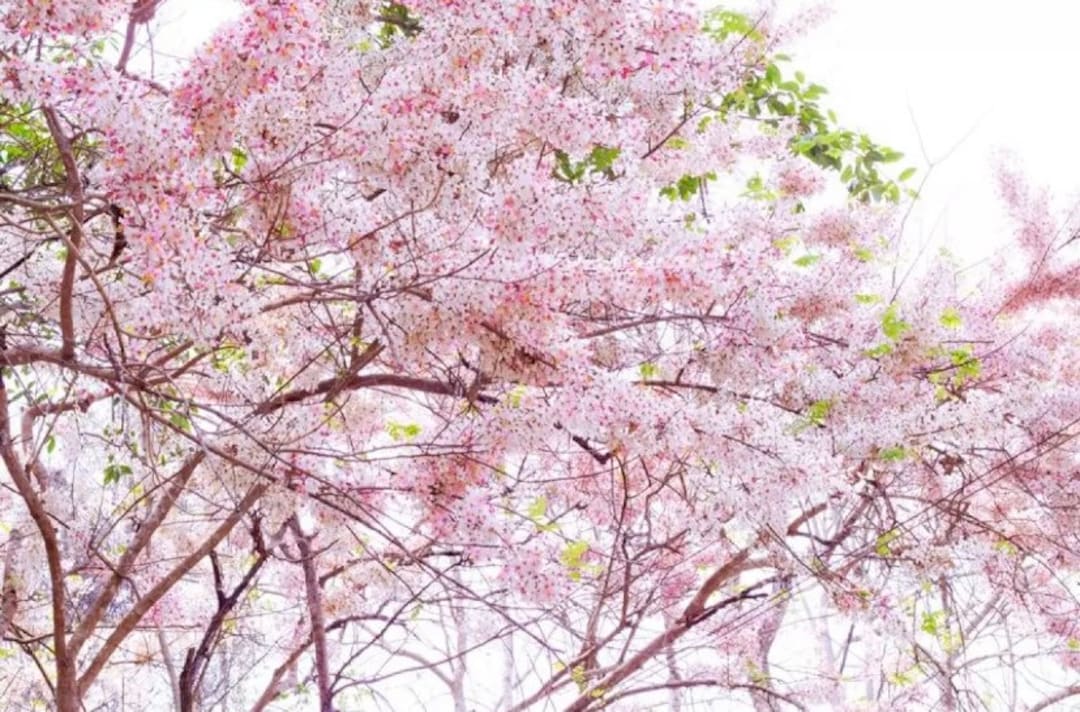 Java Cassia- Cassia Javanica - Pink Shower Tree Seeds - Etsy