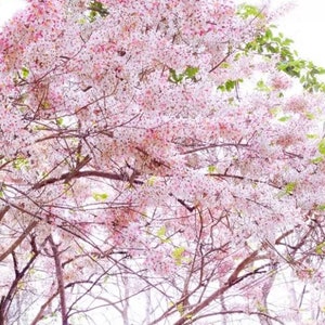Java Cassia- Cassia Javanica - Pink Shower Tree Seeds - Etsy