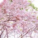 Java Cassia- Cassia Javanica - Pink Shower Tree Seeds - Etsy