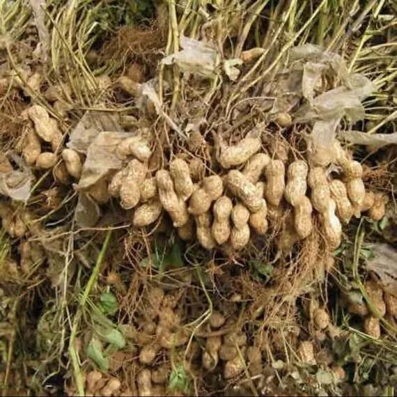 Peanut Seeds For Planting