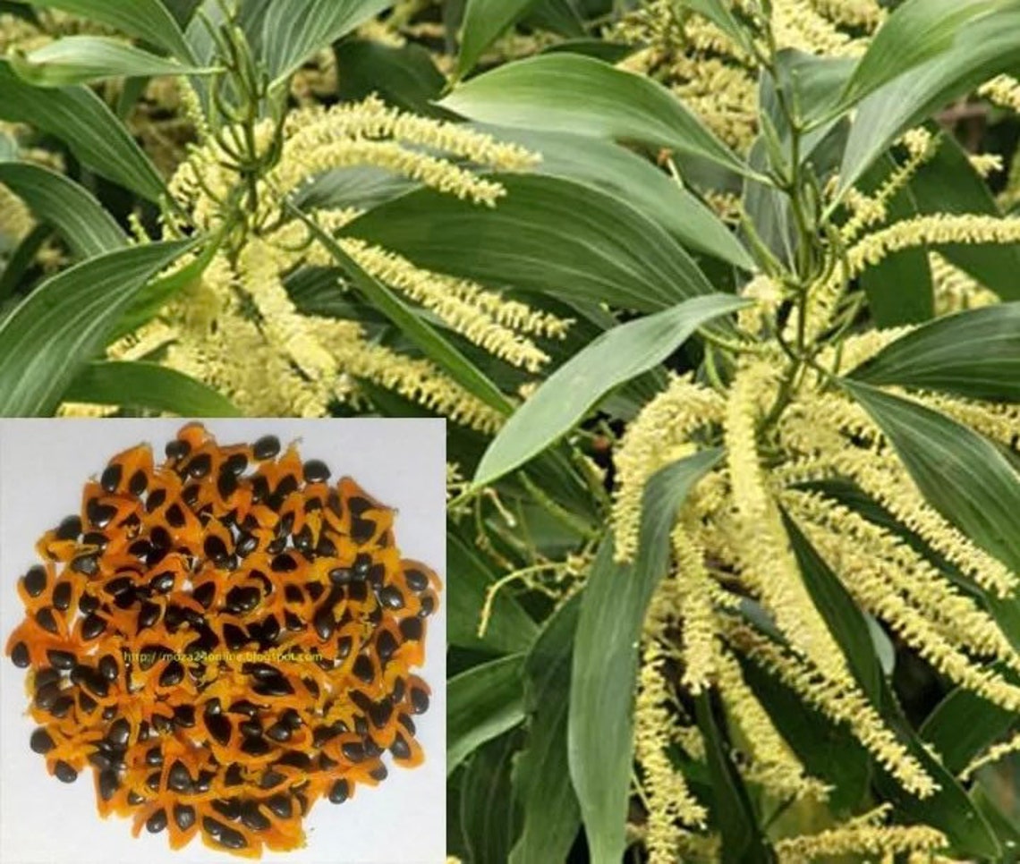 Acacia Mangium Seeds - Etsy