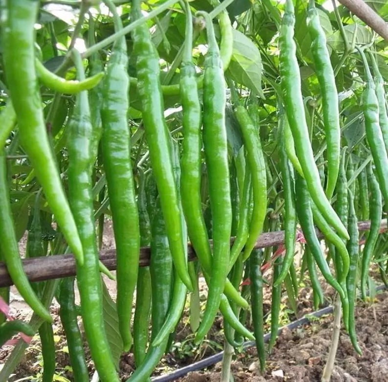 Long Hot Chili Seeds - Etsy
