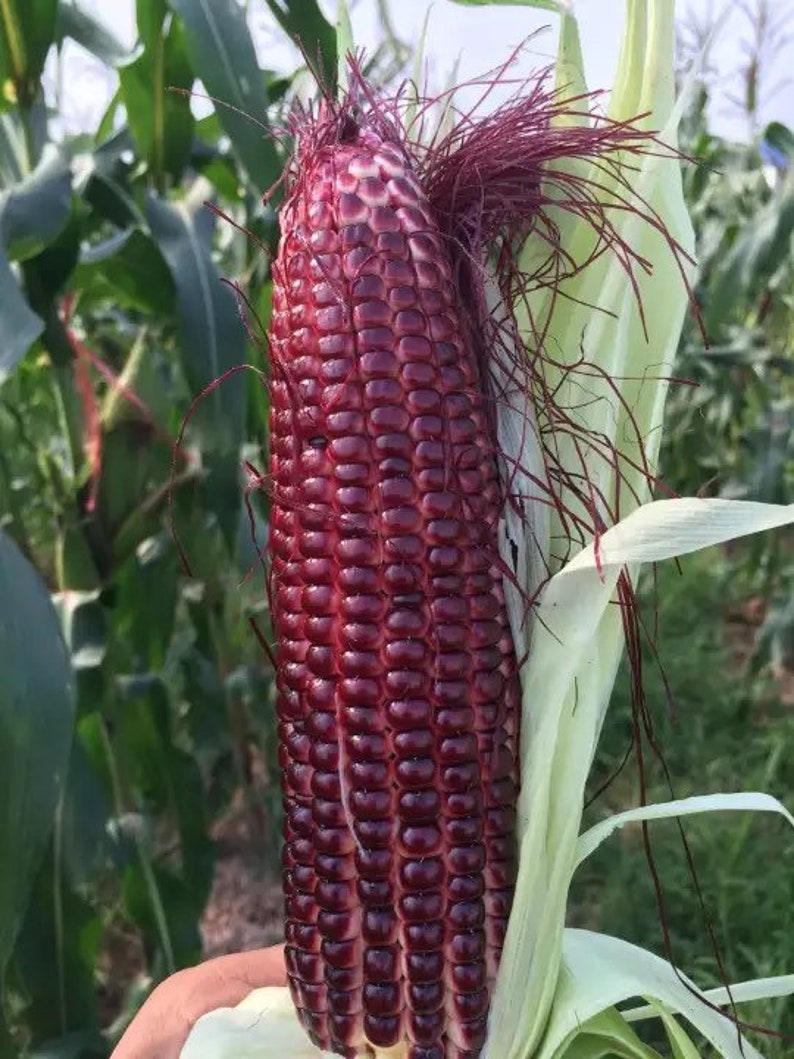 Purple Waxy Corn Seeds - Etsy