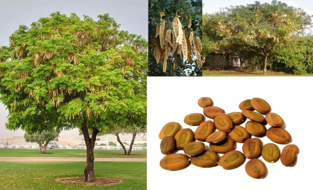 Moringa Oleifera (miracle Tree) Seeds - Etsy