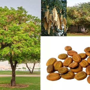 Moringa Oleifera (miracle Tree) Seeds - Etsy