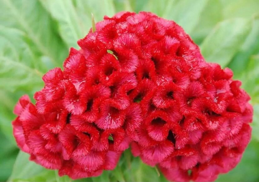 Red Common Cockscomb Seeds - Etsy