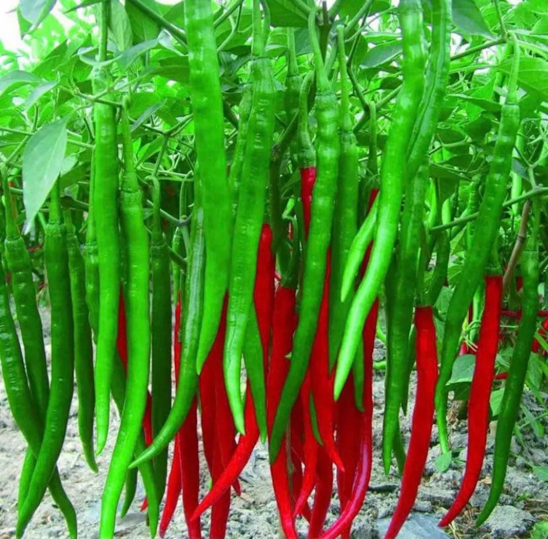 Long Hot Chili Seeds - Etsy