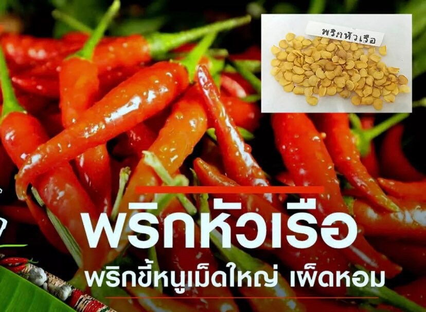 Thai Hot Chili Seeds - Etsy