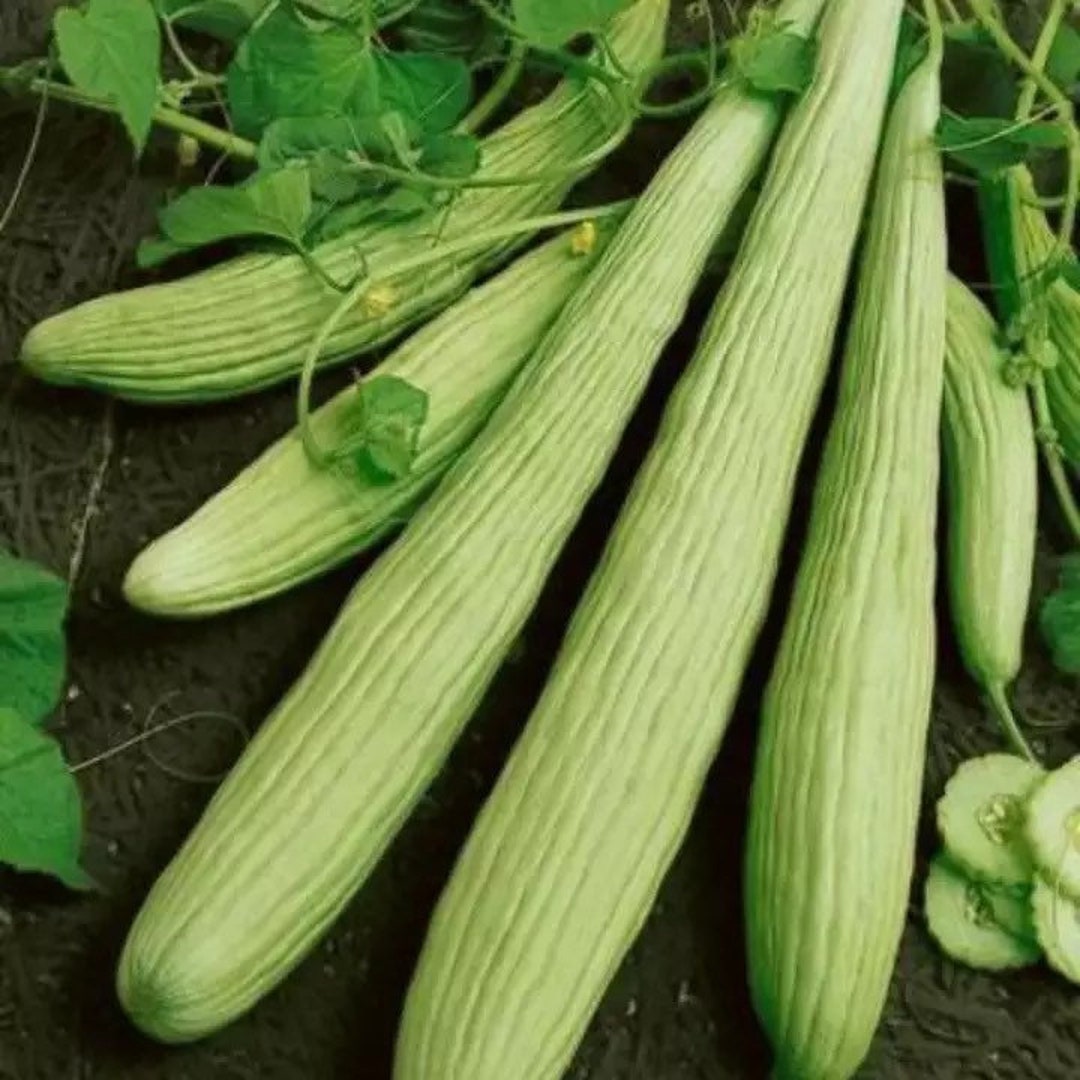 Hybrid Light Green Long Cucumber Seeds - Etsy