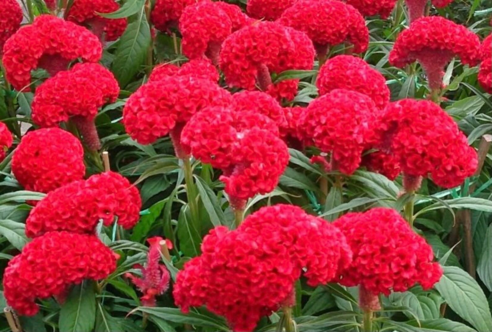 Red Common Cockscomb Seeds - Etsy