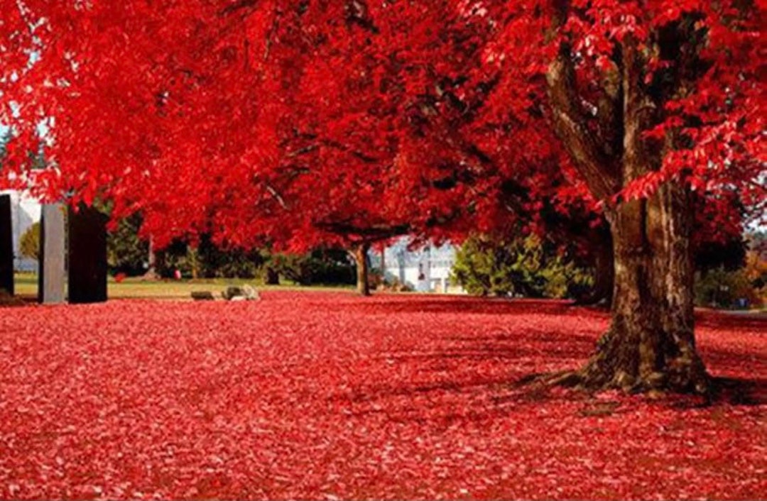 Japanese Red Maple Tree Seeds - Etsy
