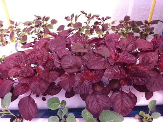 Red Amaranth Seeds - Etsy