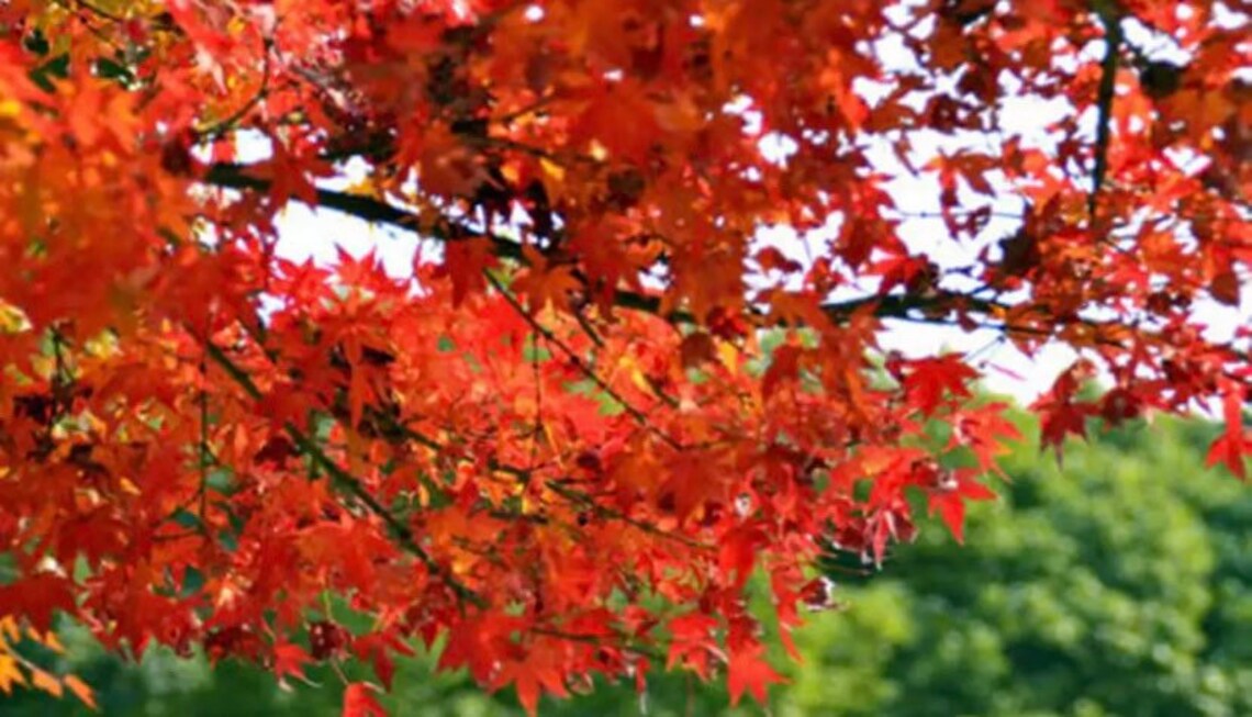 Japanese Red Maple Tree Seeds - Etsy