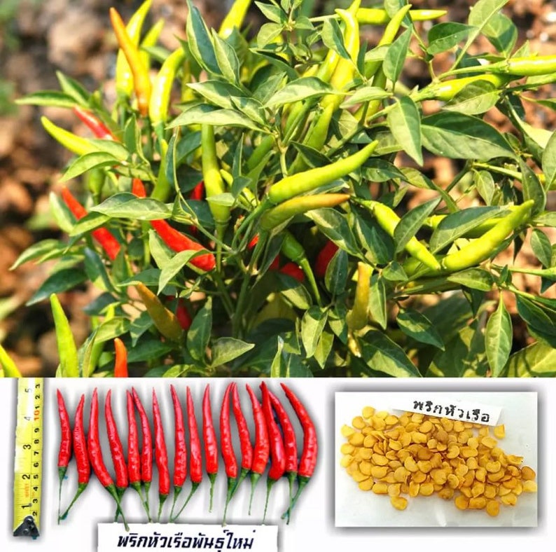 Thai Hot Chili Seeds - Etsy