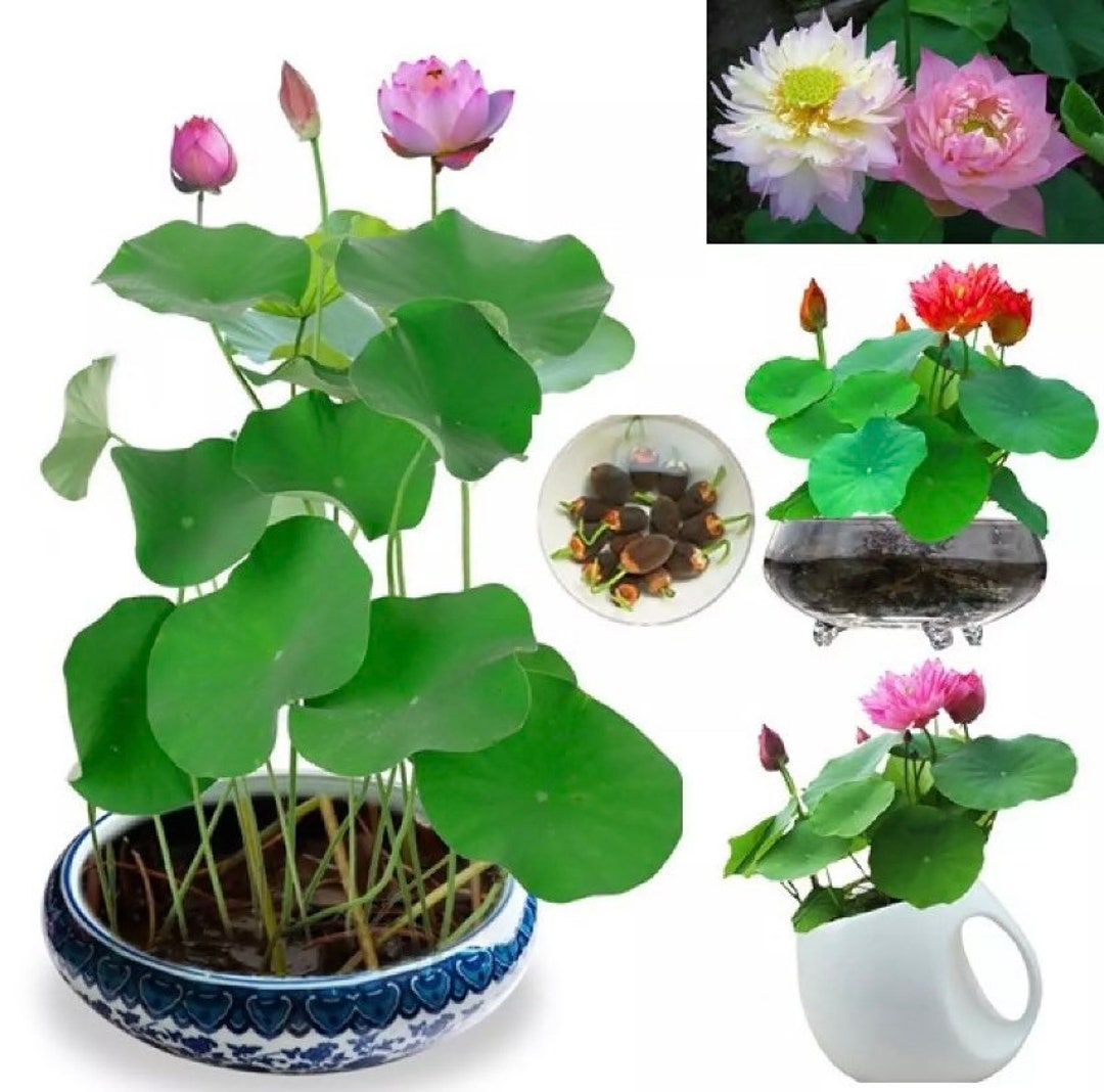 Mini Lotus Waterlily 4 Seeds - Etsy
