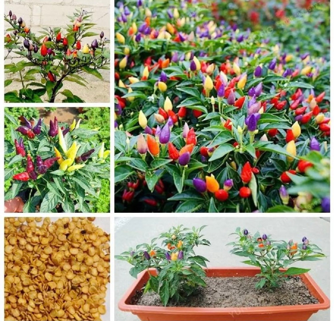 Ornamental Pepper Mixed Seeds - Etsy