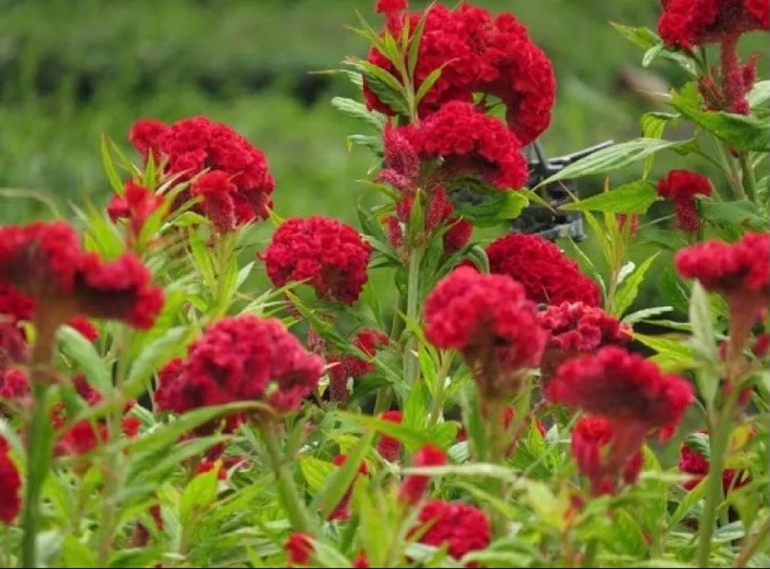 Red Common Cockscomb Seeds - Etsy