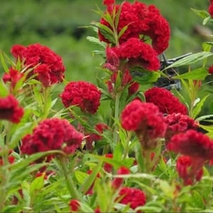 Red Common Cockscomb Seeds - Etsy
