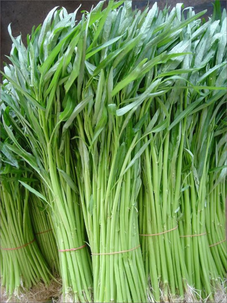 Water Convolvulus Seeds - Etsy