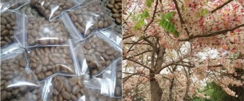 Java Cassia- Cassia Javanica - Pink Shower Tree Seeds - Etsy