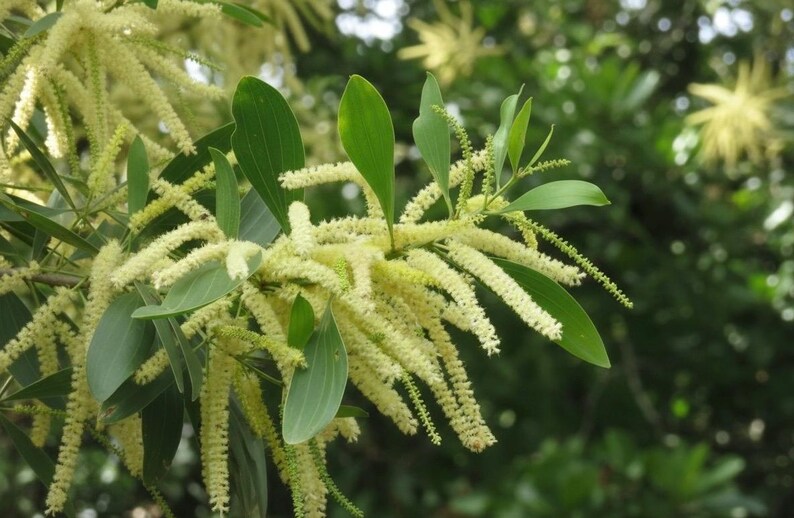 Acacia Mangium Seeds - Etsy