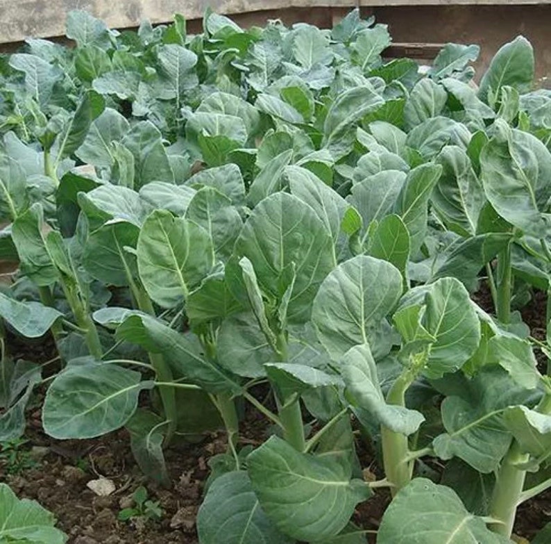 Chinese Kale Seeds - Etsy