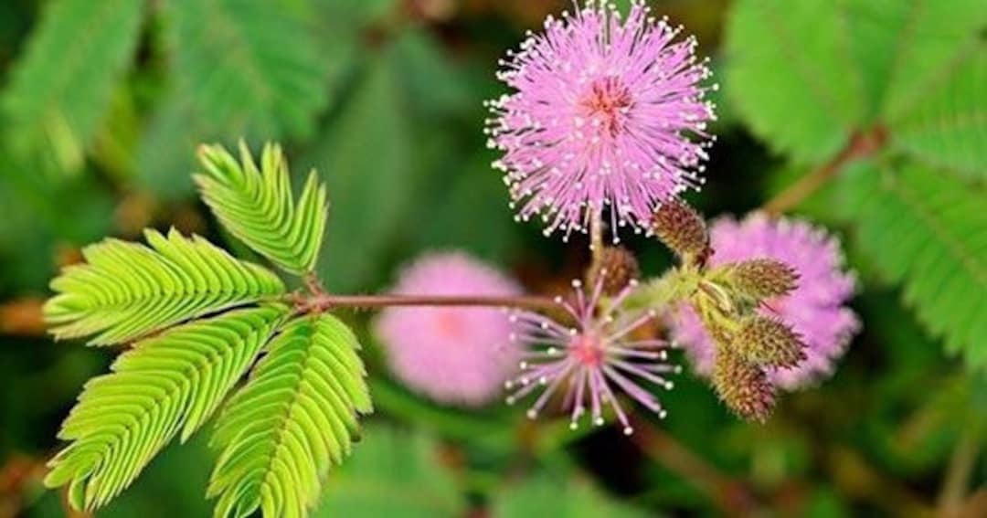 Mimosa/sensitive Seeds - Etsy