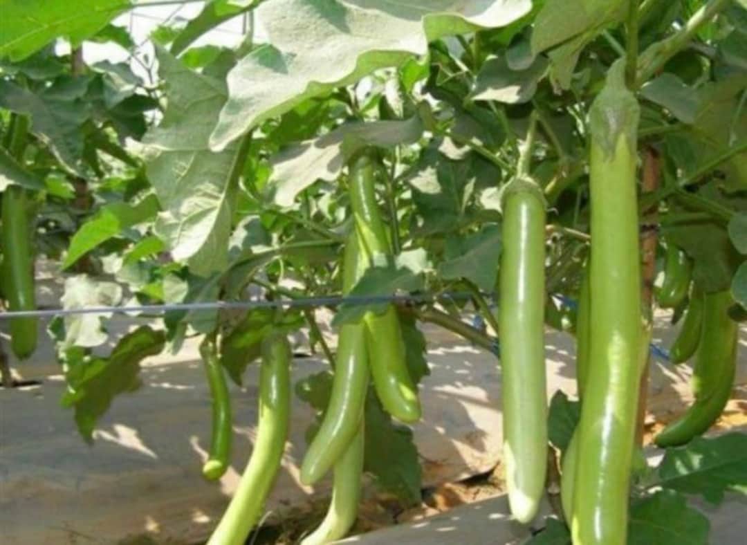 Long Green Eggplant Seeds - Etsy