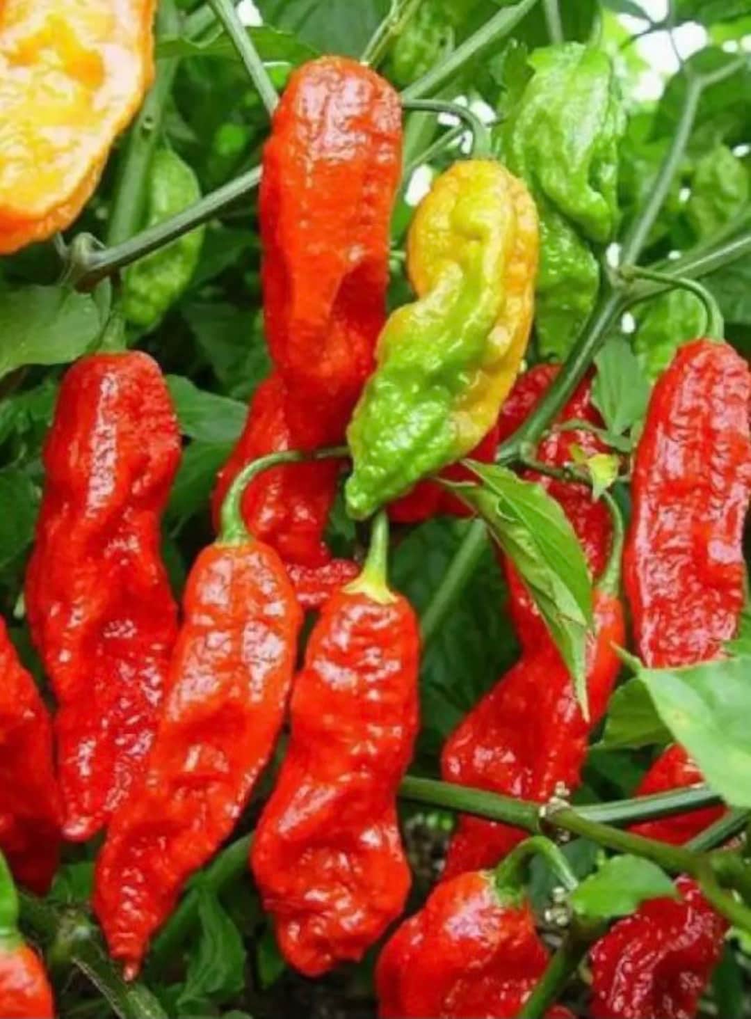 Ghost Chili Pepper Seeds - Etsy