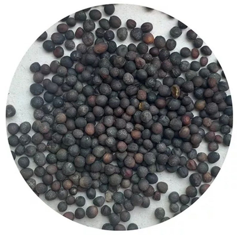 Chinese Kale Seeds - Etsy