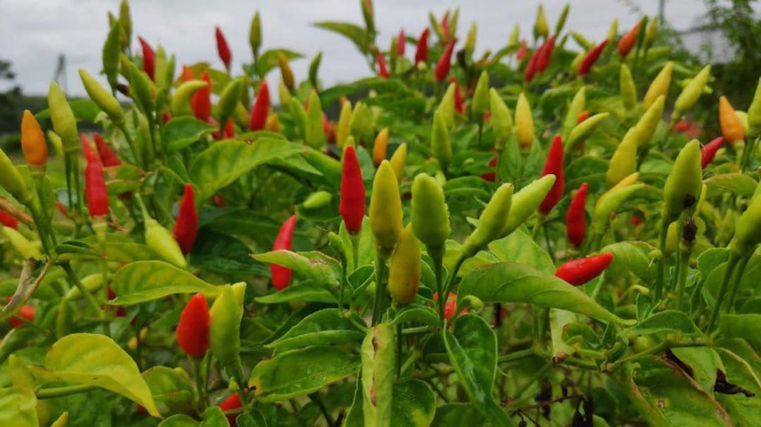 Bird Pepper Seeds - Etsy