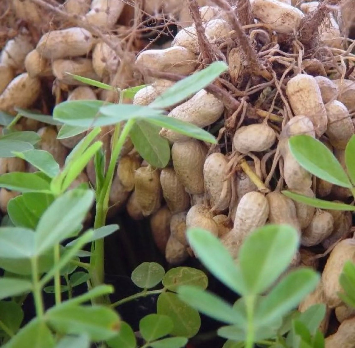 Peanut Seeds for Planting - Etsy