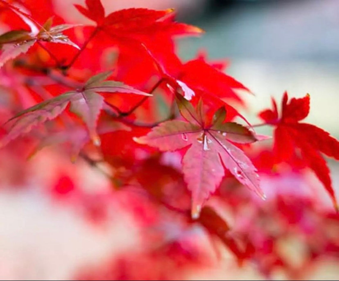 Japanese Red Maple Tree Seeds - Etsy