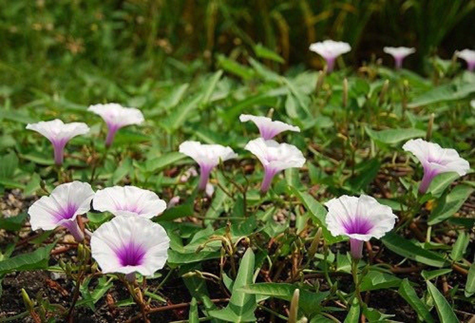 Thai Red Water Convolvulus Seeds - Etsy