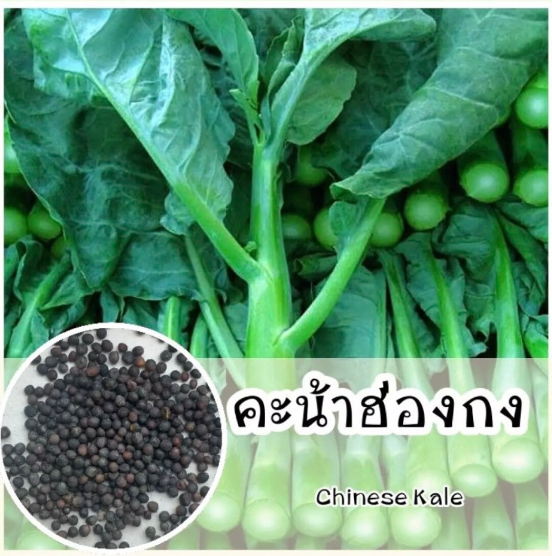 Chinese Kale Seeds - Etsy
