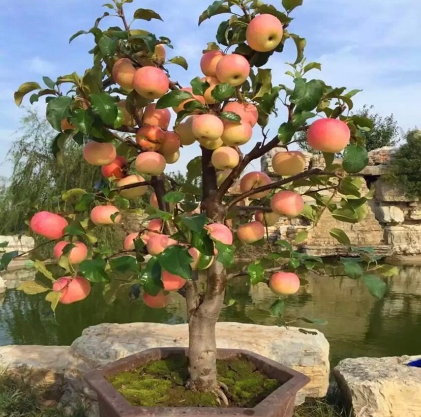 Bonsai Apple Tree Seeds - Etsy
