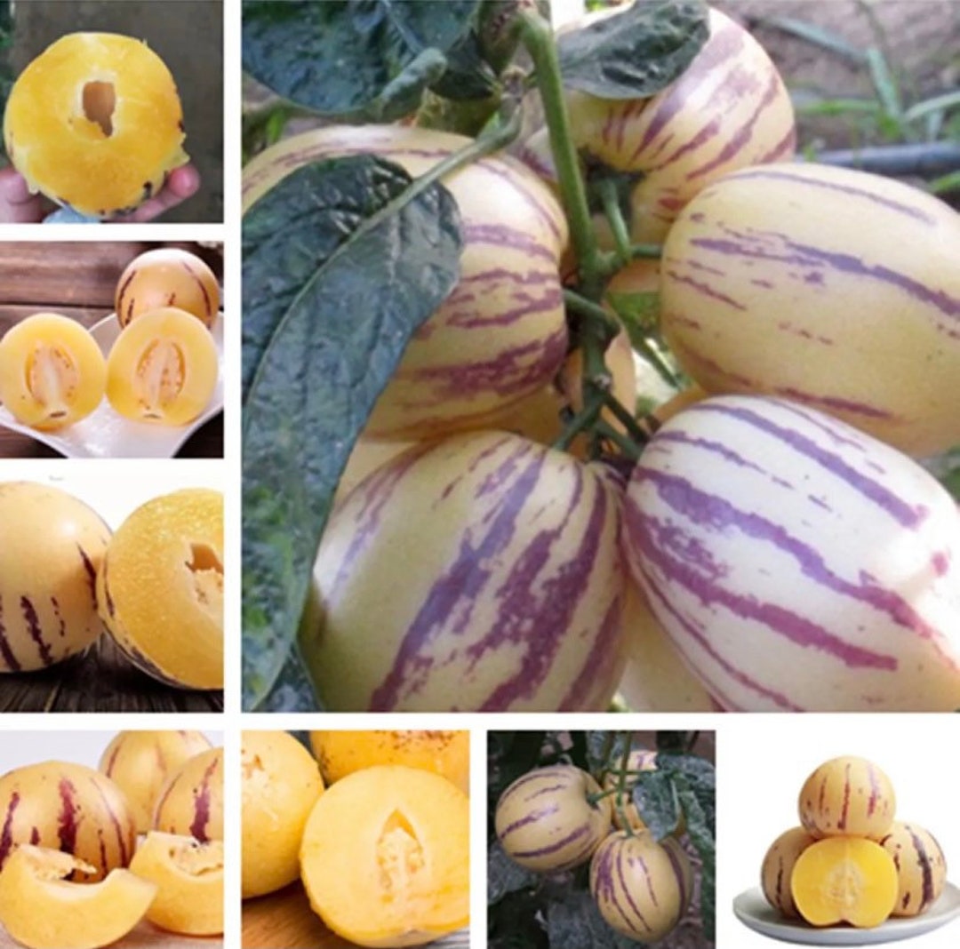 Ginseng Fruit Pepino Melon Seeds - Etsy
