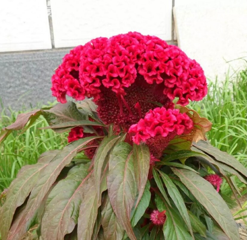 Red Common Cockscomb Seeds - Etsy