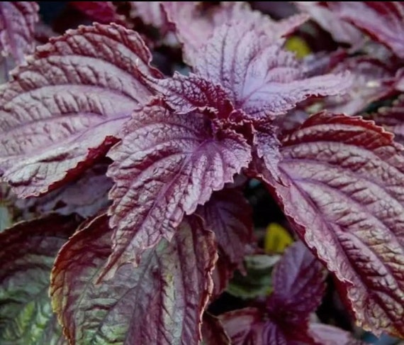 Japanese Red Shiso Seeds | Etsy