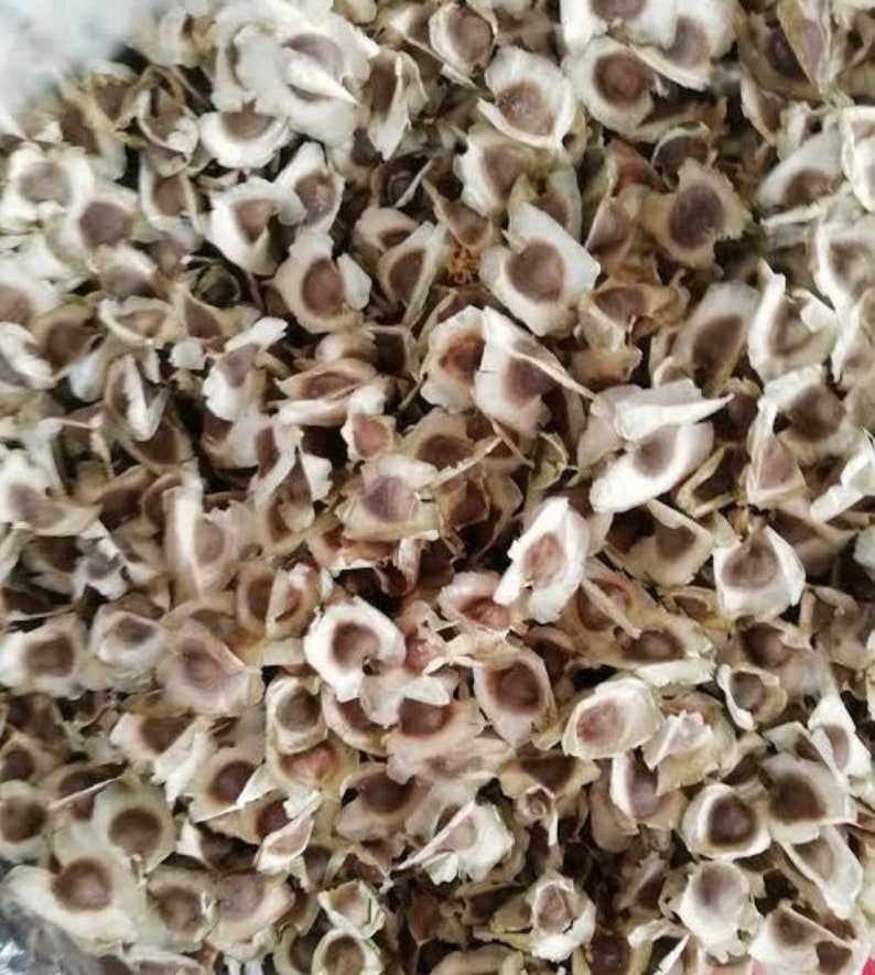 Moringa Oleifera (miracle Tree) Seeds - Etsy