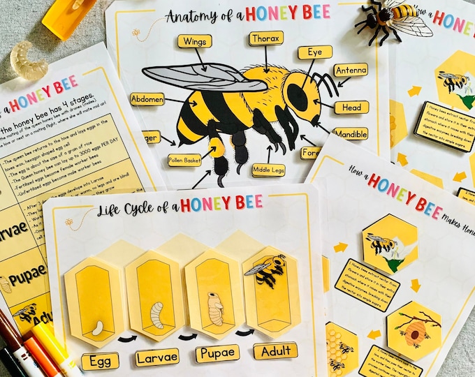 Honey Bee Puzzle - Honeycomb - Bee Life Cycle - Honey Bee Learning Kit ...