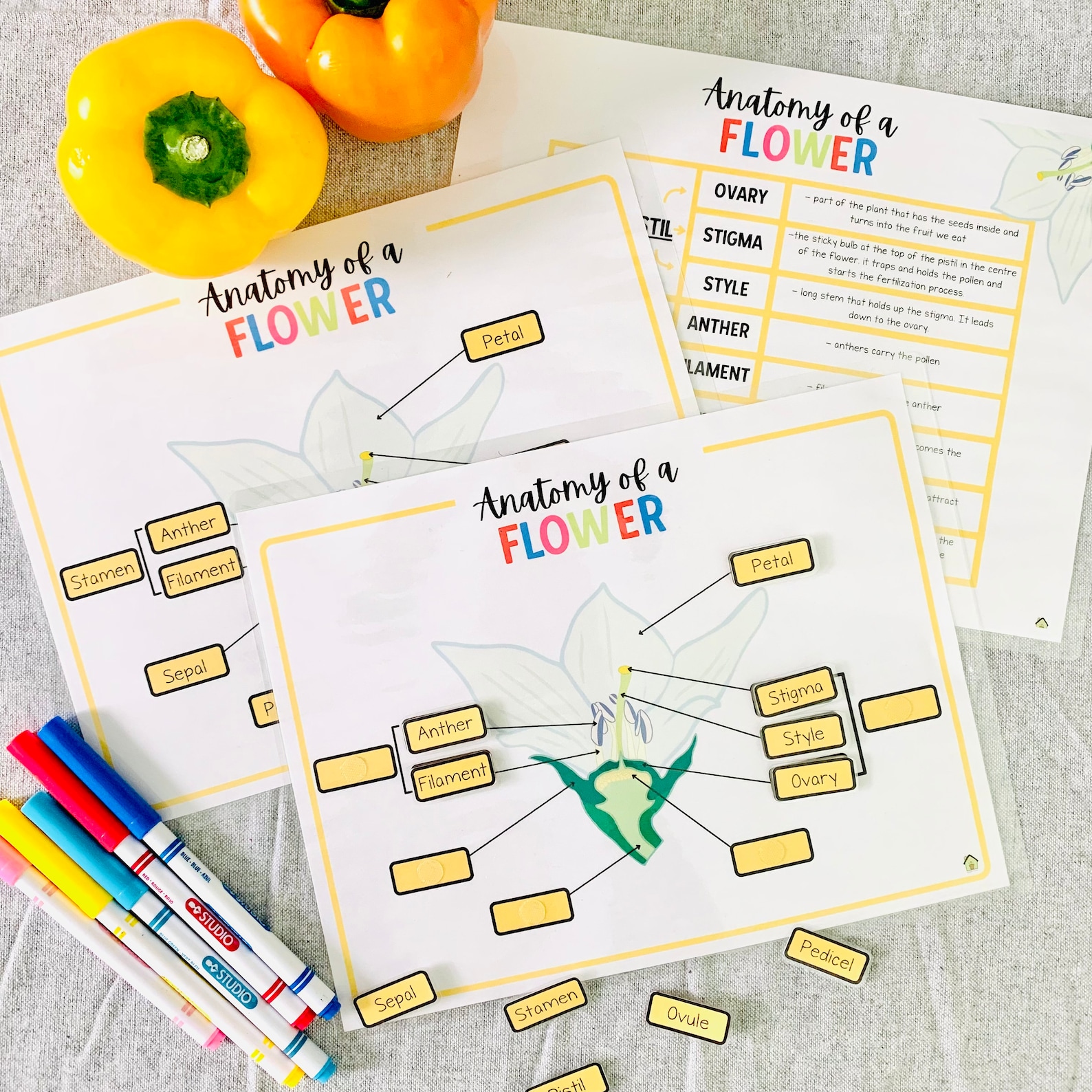 Anatomy of A Flower Printable, Parts of a Flower Activity, Plant Unit ...