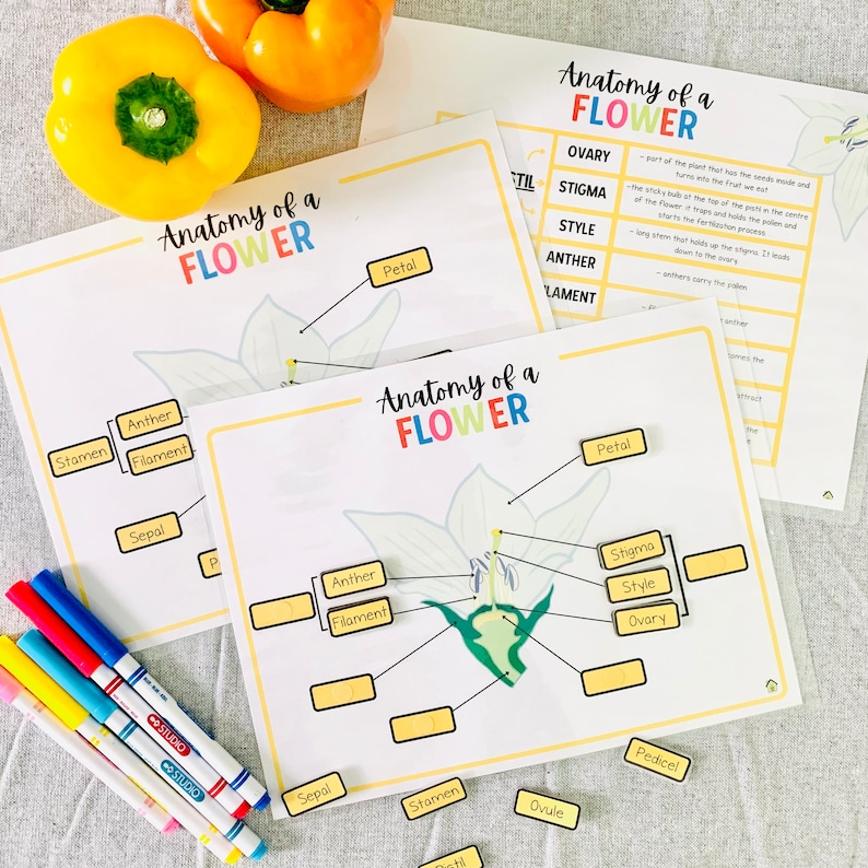 Anatomy of A Flower Printable, Parts of a Flower Activity, Plant Unit ...