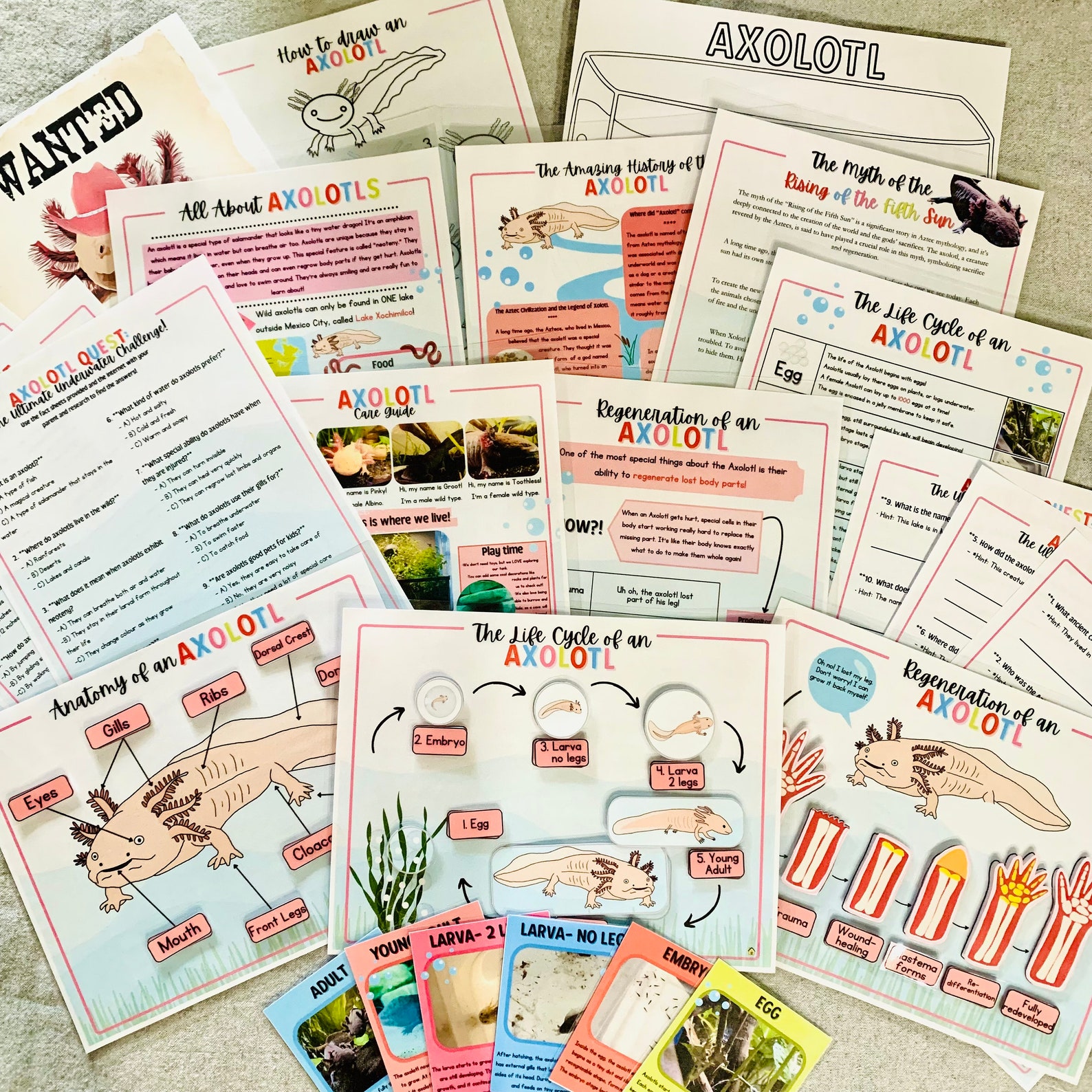 Life Cycle of an Axolotl, Axolotl Unit Study, Axolotl Anatomy, Axolotl ...