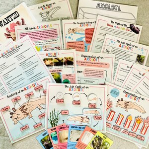 Life Cycle of an Axolotl, Axolotl Unit Study, Axolotl Anatomy, Axolotl ...
