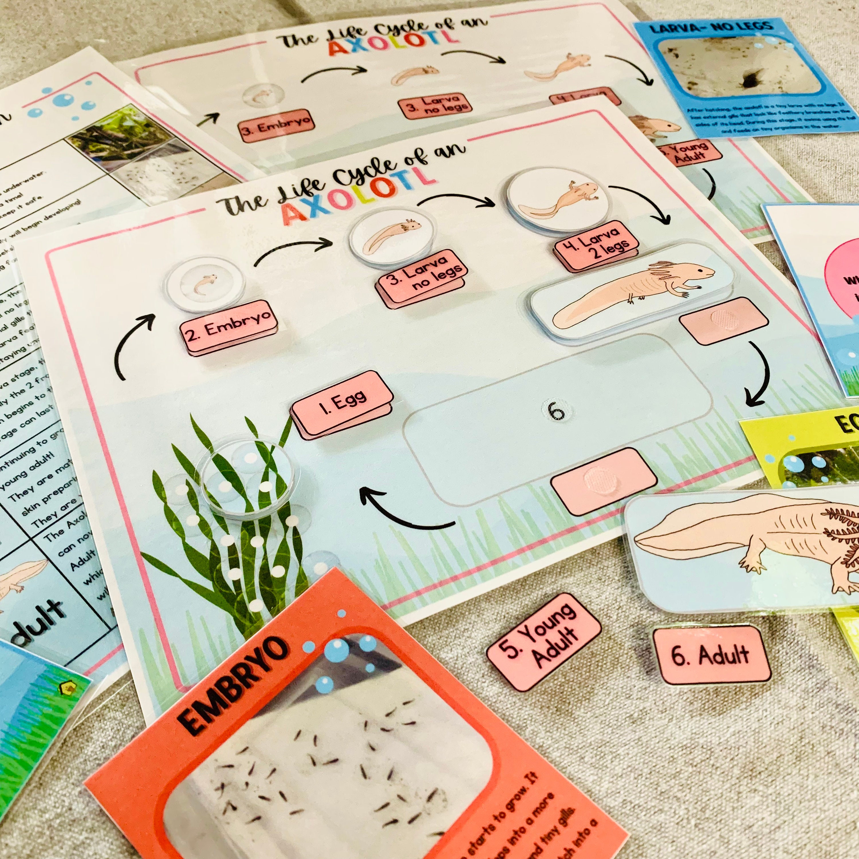 Life Cycle of an Axolotl, Axolotl Unit Study, Axolotl Anatomy, Axolotl ...