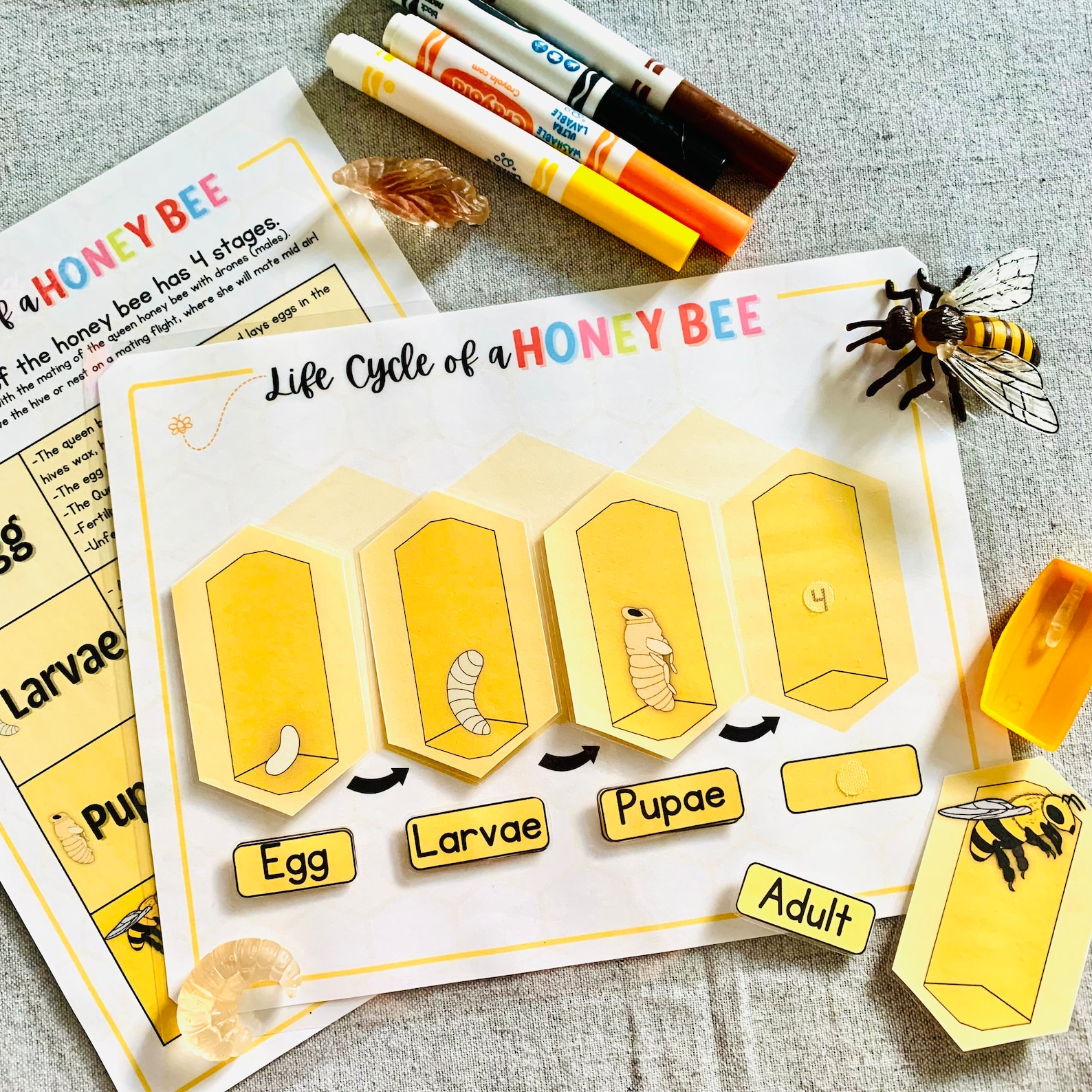 Life Cycle of a Honey Bee Printable, Bee Science Unit Study, Honey Bee ...