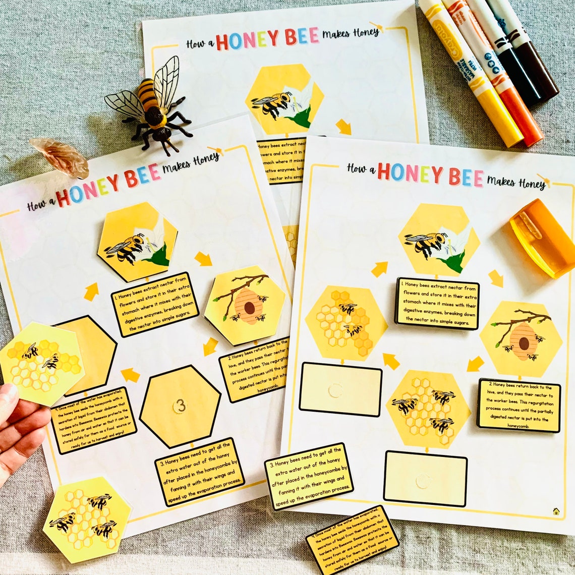Life Cycle of a Honey Bee Printable, Bee Science Unit Study, Honey Bee ...