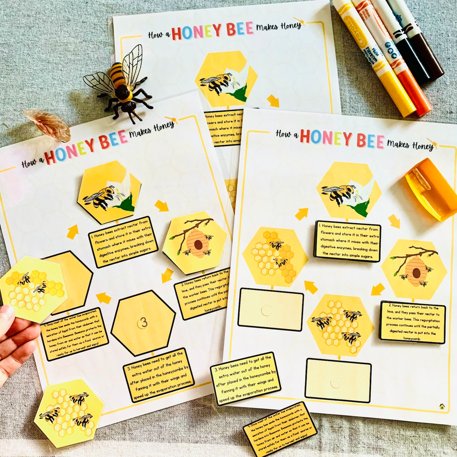 Life Cycle of a Honey Bee Printable, Bee Science Unit Study, Honey Bee ...