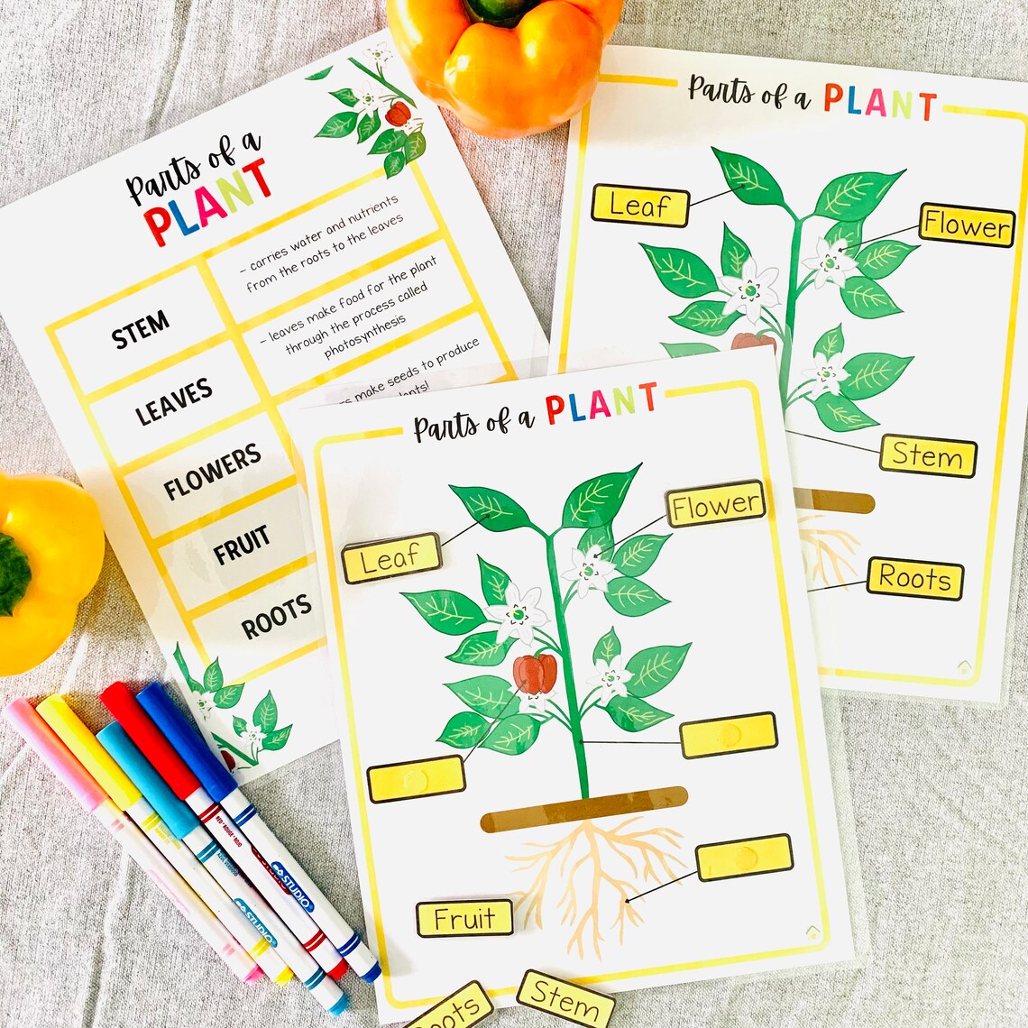 MEGA Bundle Plant Study Plant Life Cycle Parts of a Plant - Etsy